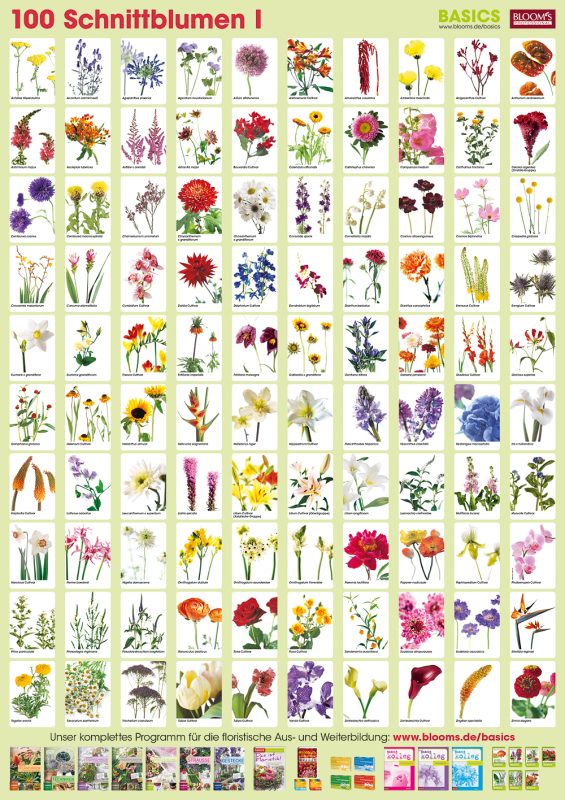 Blumen Lexikon Az Mit Bildern